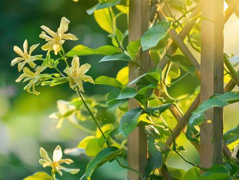 Planting tips for your garden